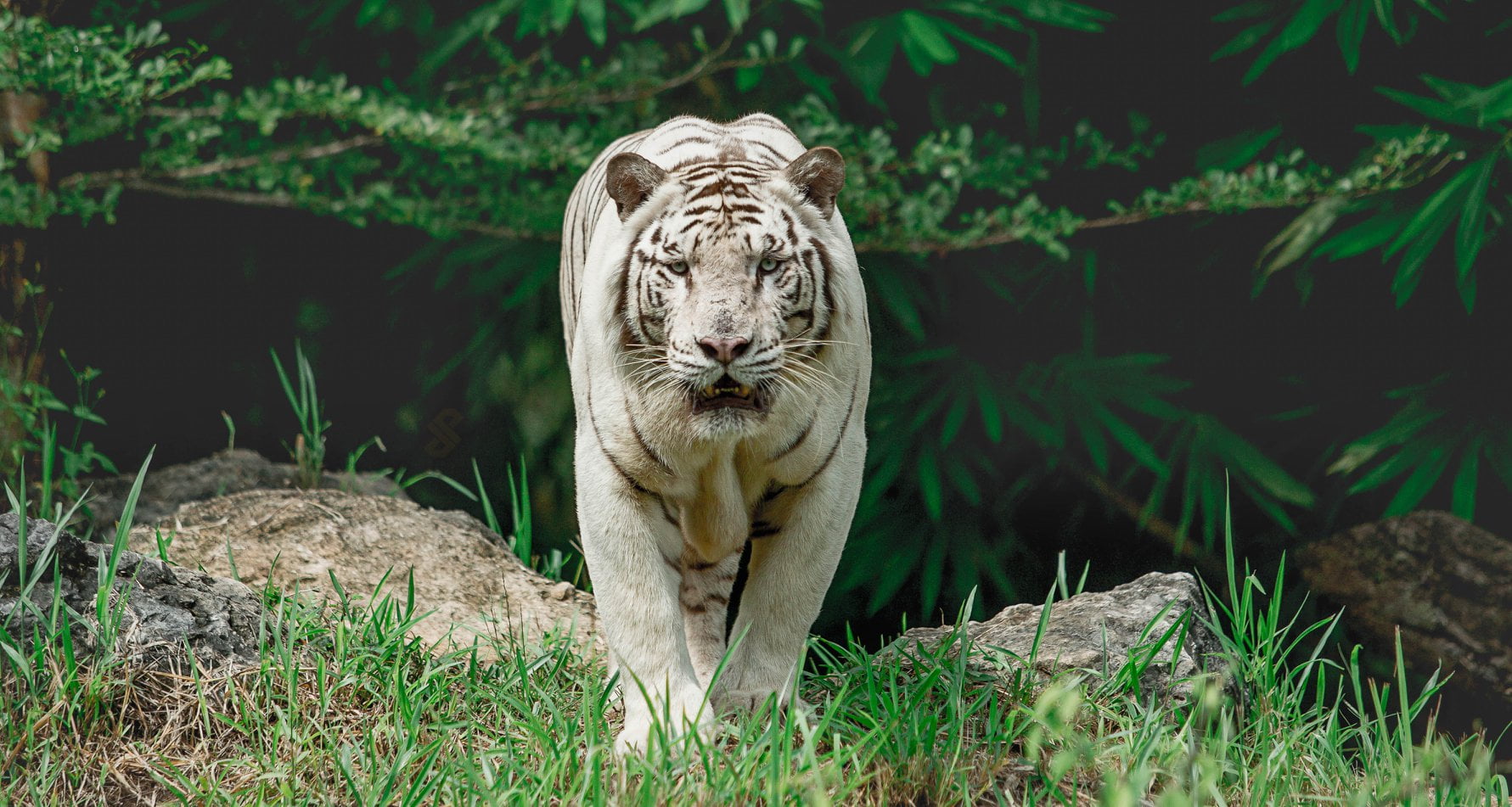 Quick Guide to Cebu Safari and Adventure Park - Condonians