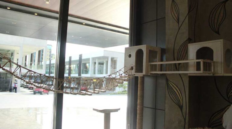 Miau Cafe: New Cat Cafe in Cebu - Bonifacio District - Condonians