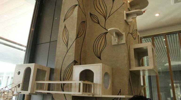 Miau Cafe: New Cat Cafe in Cebu - Bonifacio District - Condonians