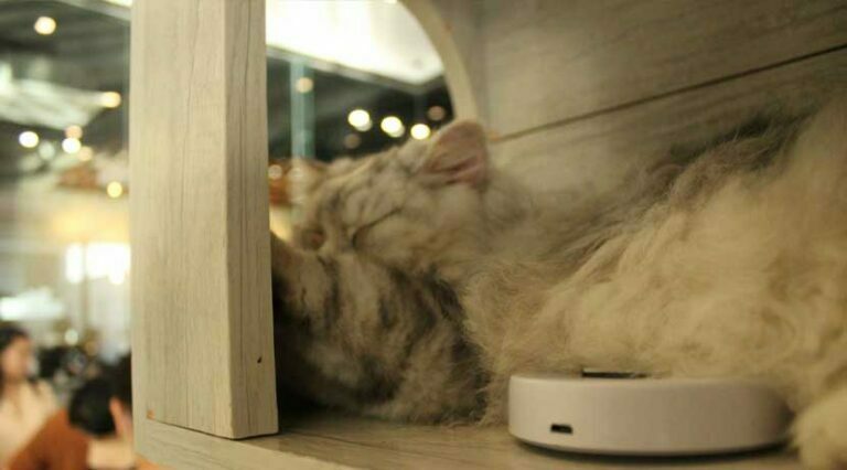Miau Cafe: New Cat Cafe in Cebu - Bonifacio District - Condonians