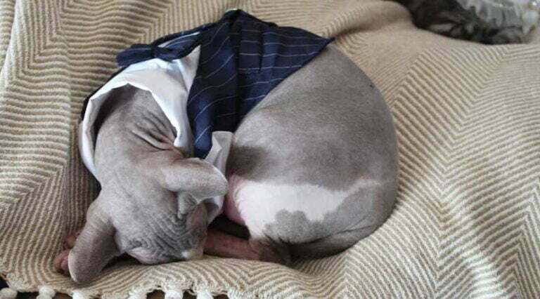 Miau Cafe: New Cat Cafe in Cebu - Bonifacio District - Condonians
